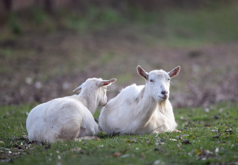 Comparing Milk from Different Dairy Goat Breeds - Goat Journal